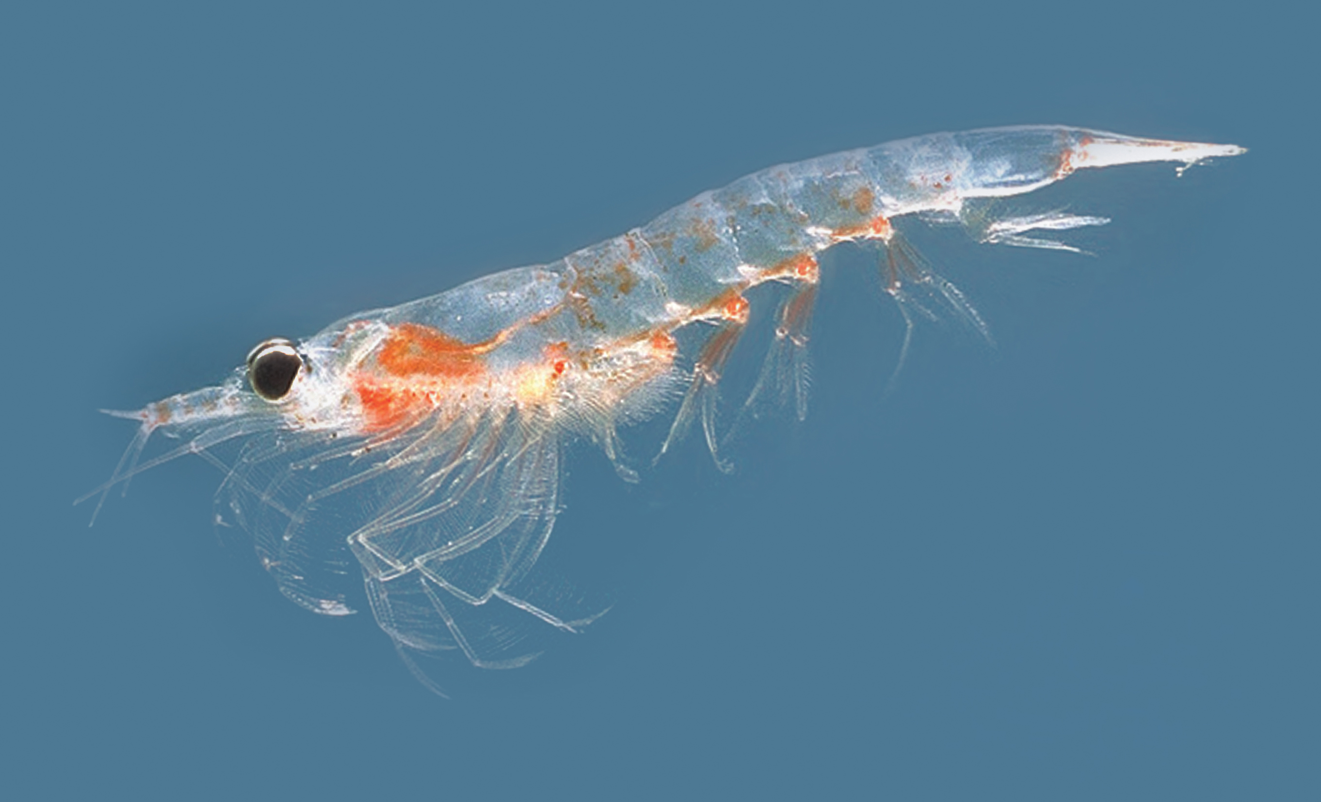 GNY :: Antarctic Krill-Extraction and Storage